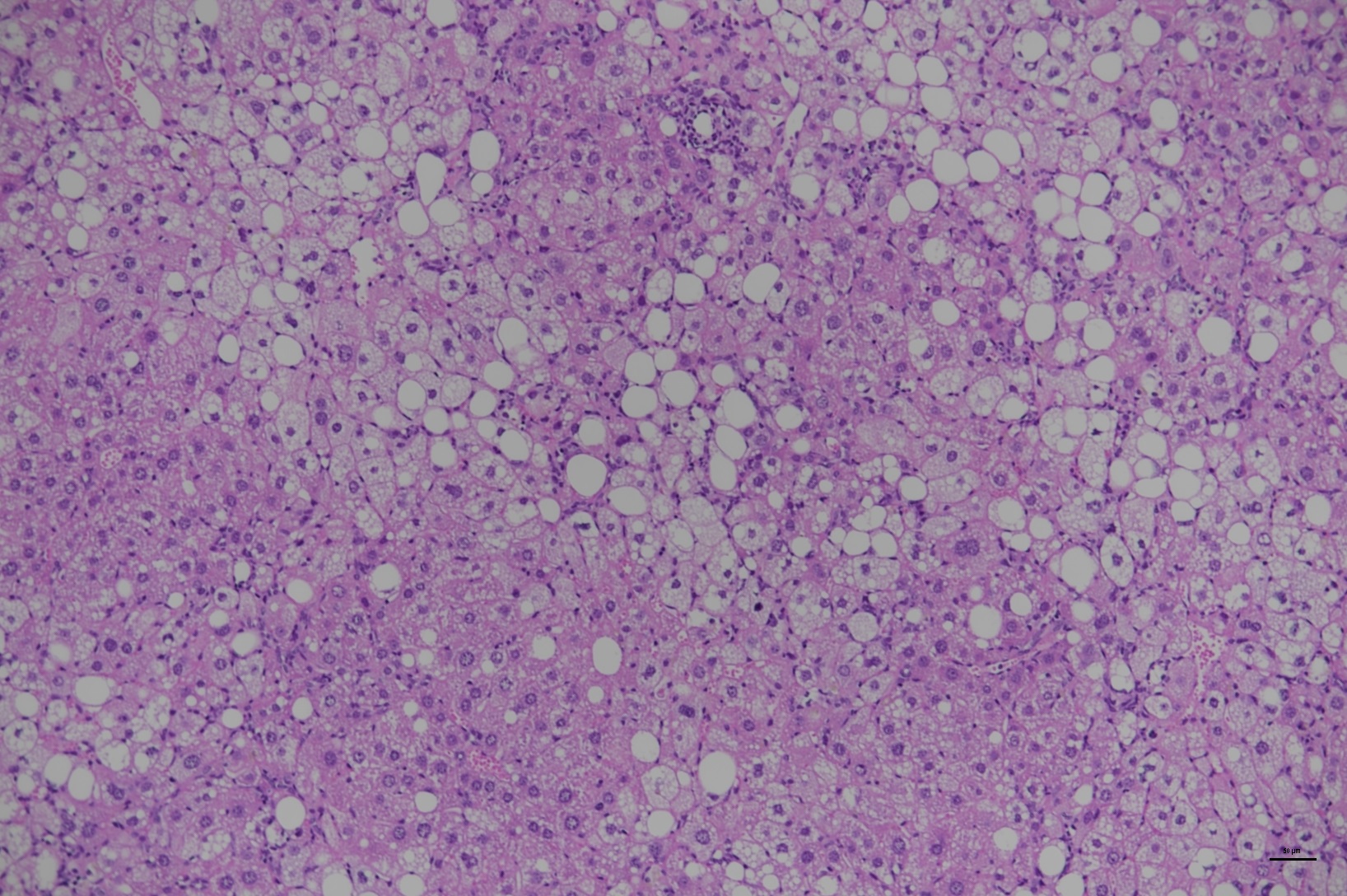 Research at LAMP | Institut für Veterinärpathologie | UZH